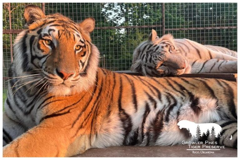 Tiger Conservation - Growler Pines Tiger Preserve
