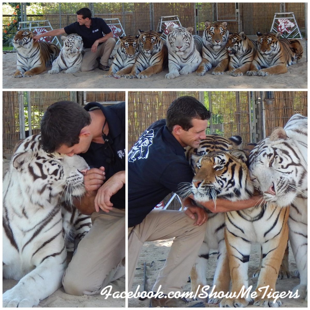 ShowMe Tigers - Growler Pines Tiger Preserve